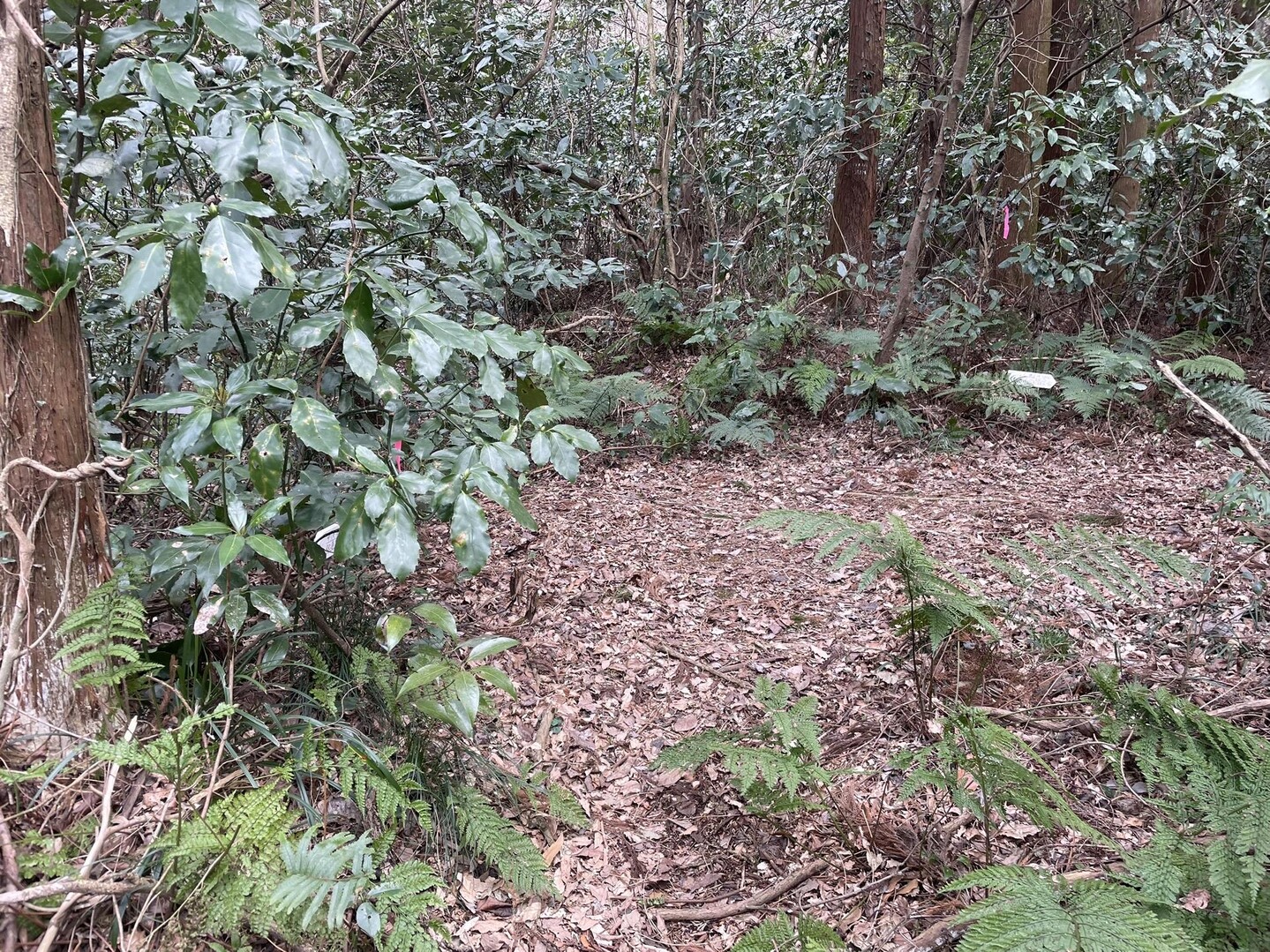 s06007さんの投稿したフィールドメモ | YAMAP / ヤマップ