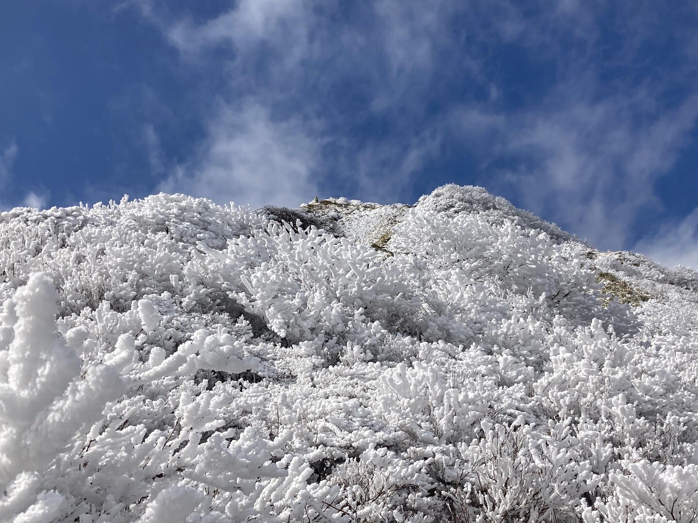 寒風山＆伊予富士リベンジ / Sagittariusさんの笹ヶ峰・寒風山・平家平の活動データ | YAMAP / ヤマップ