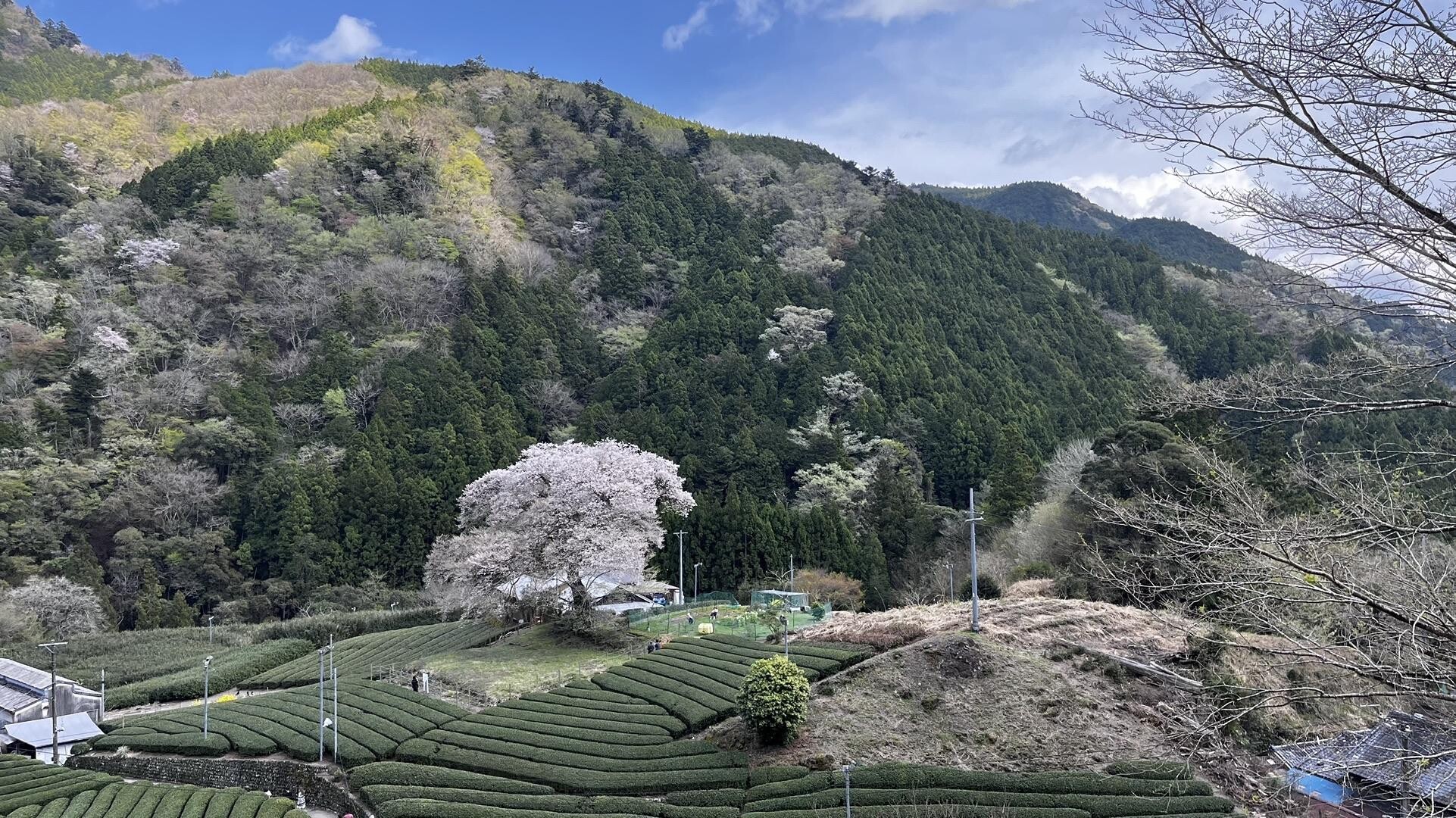 牛代のみずめ桜🌸 1本桜が見事だった / ちゃみっこさんのモーメント | YAMAP / ヤマップ