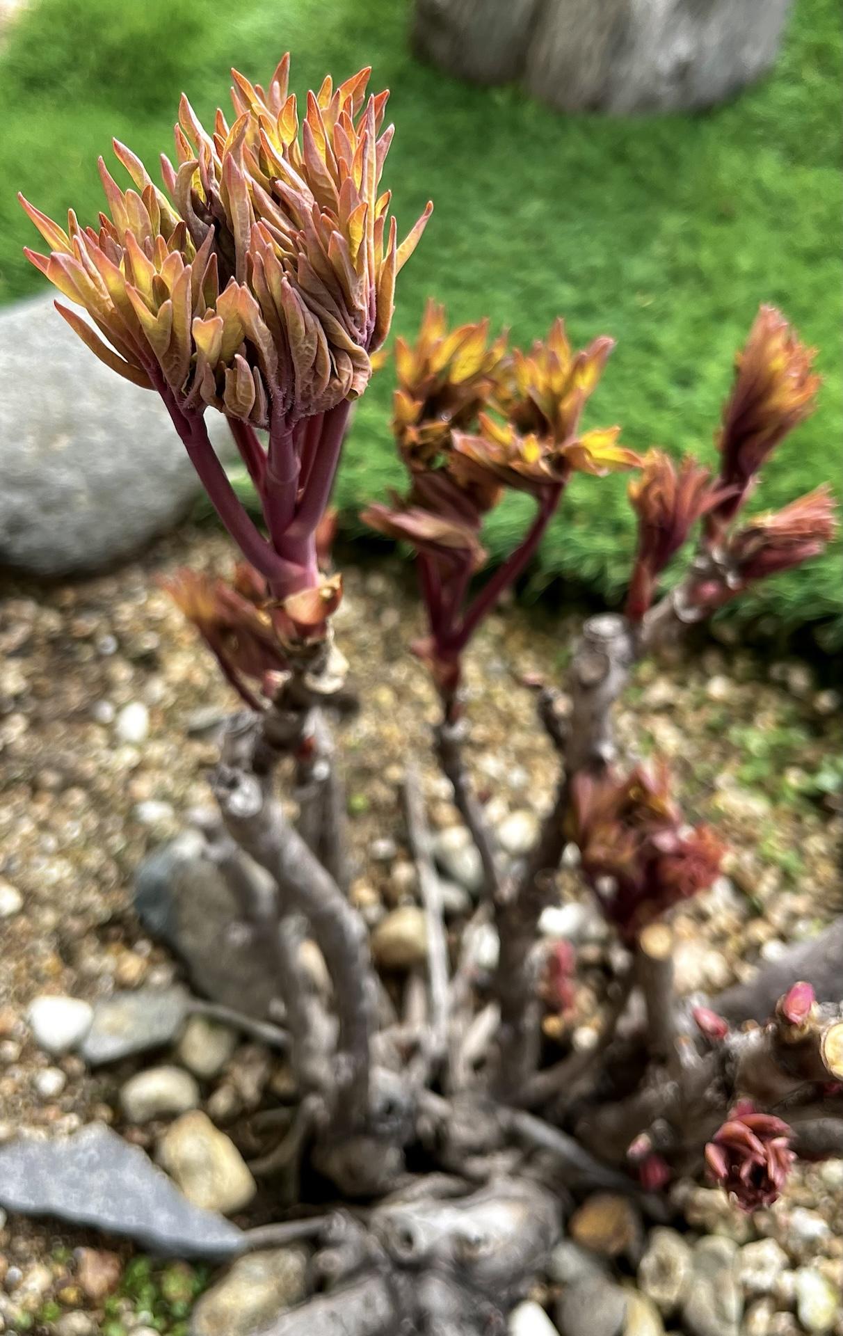 庭の植物 芽吹いてきた♡🎶😊 1.2... / chieさんのモーメント | YAMAP / ヤマップ