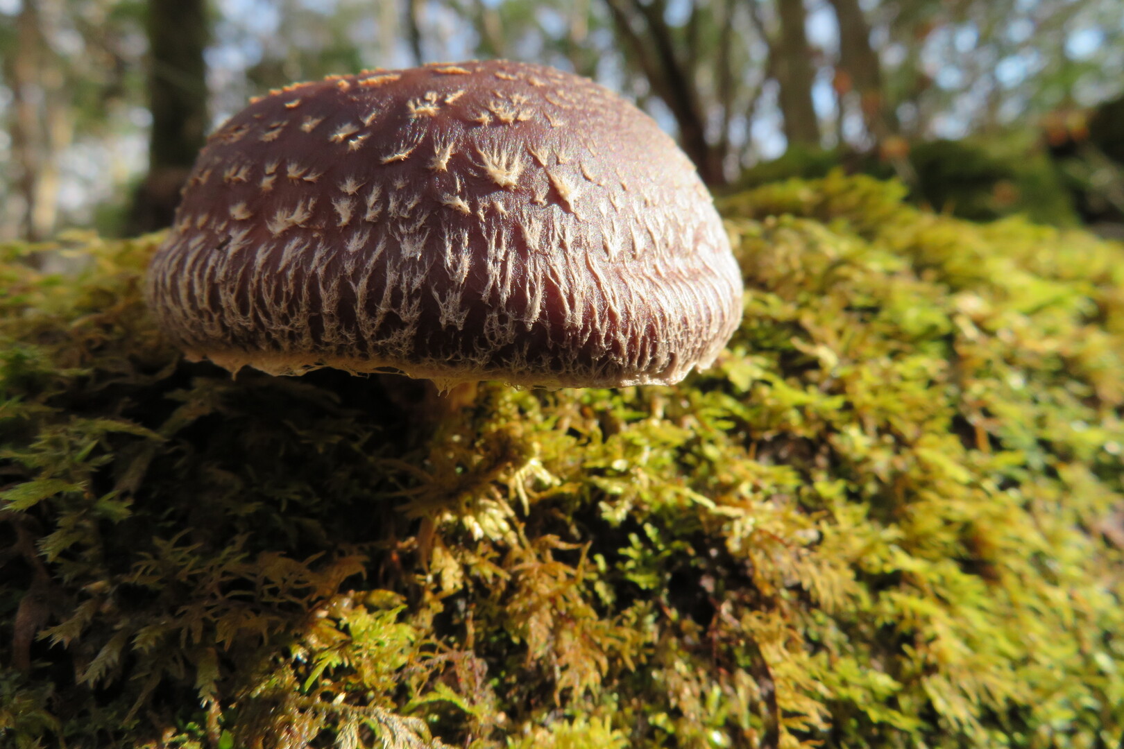 先日歩いていたら目に入ってきました。 こ... / MARCOさんのモーメント | YAMAP / ヤマップ