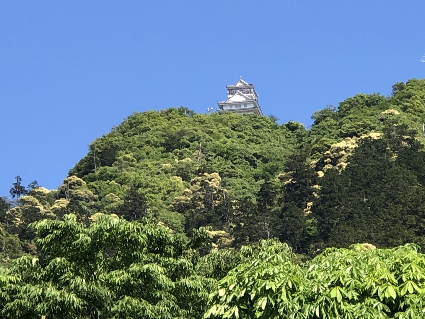金華山 岐阜城 2024.5.3 / のんびりさんのモーメント | YAMAP / ヤマップ
