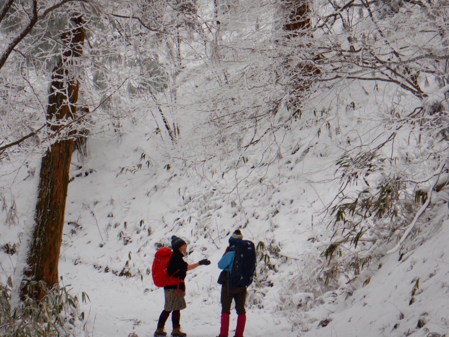 金剛山 / se-ko613さんの金剛山・二上山・大和葛城山の活動データ | YAMAP / ヤマップ