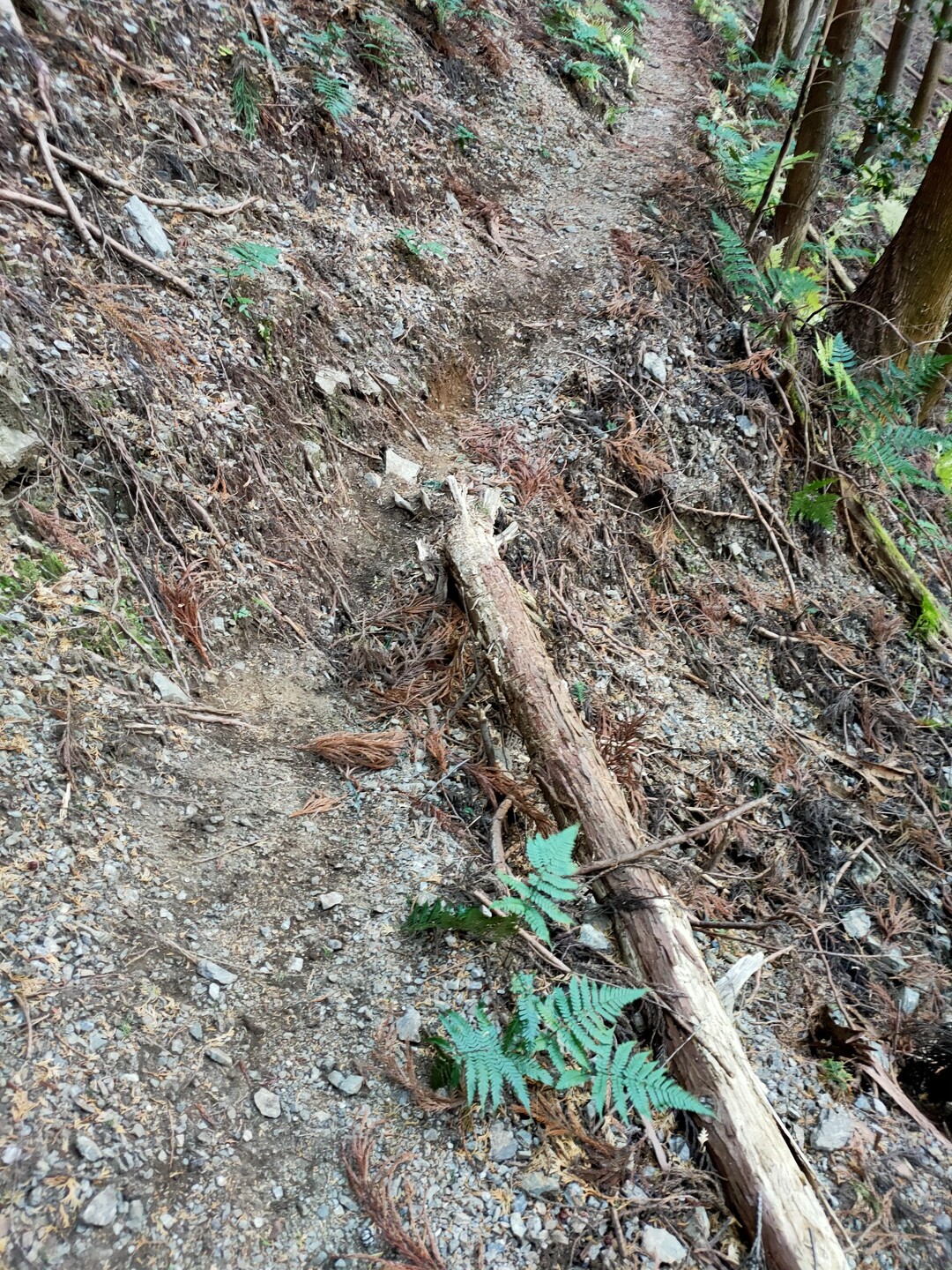 Mamincoさんの投稿したフィールドメモ | YAMAP / ヤマップ