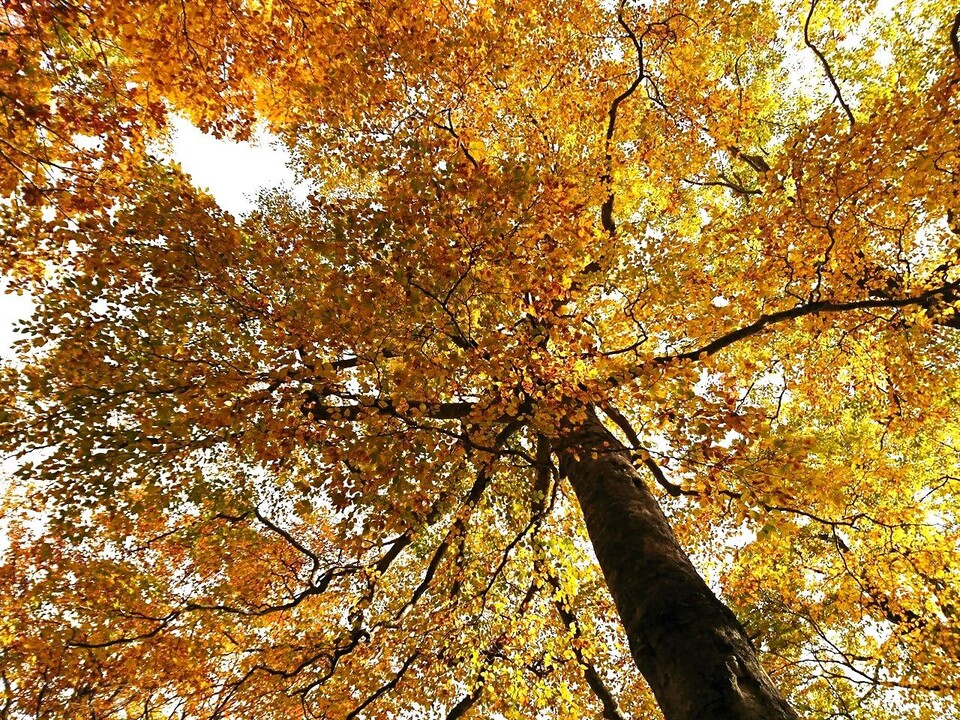 別当出合登山口-白山 周回コースの地図・登山ルート・登山口情報 | YAMAP / ヤマップ