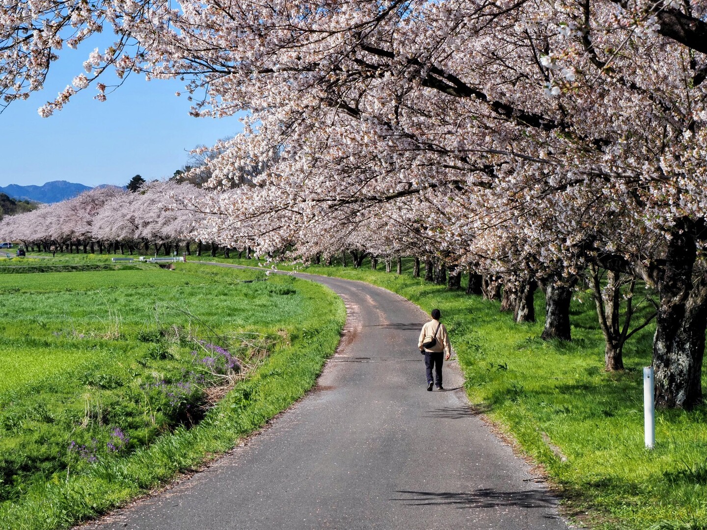 春の回廊⛰仙元山 / capetaさんの武蔵嵐山・大平山・仙元山の活動データ | YAMAP / ヤマップ