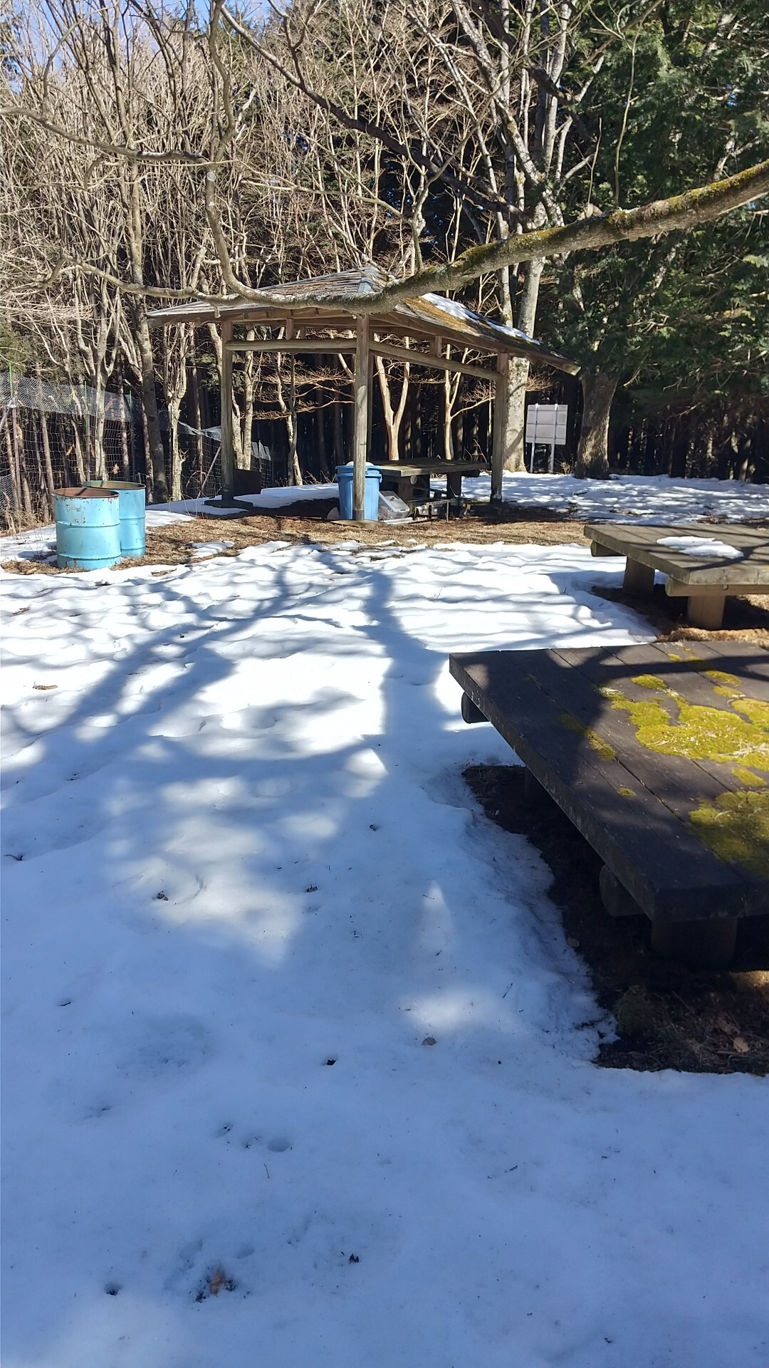 14.2km 鳥居杉尾根~黒龍尾根 2022/2/25 / tamiさんの大山の活動データ | YAMAP / ヤマップ