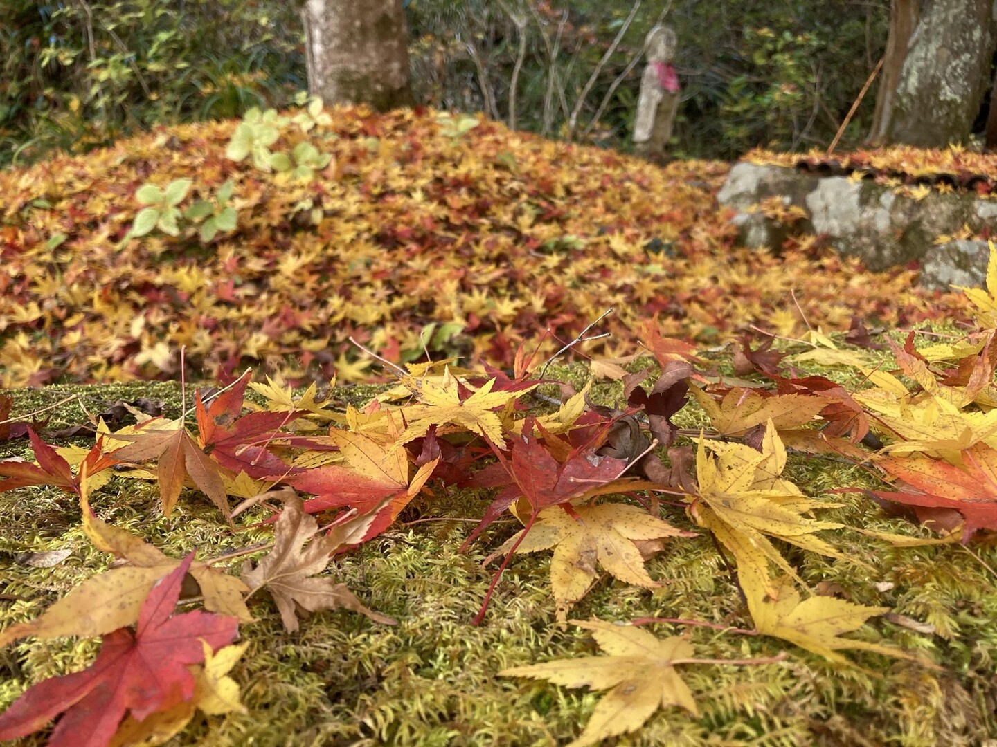 小鹿野アルプス🍁 / KI KIさんの小鹿野アルプス・釜ノ沢五峰・般若山の活動データ | YAMAP / ヤマップ