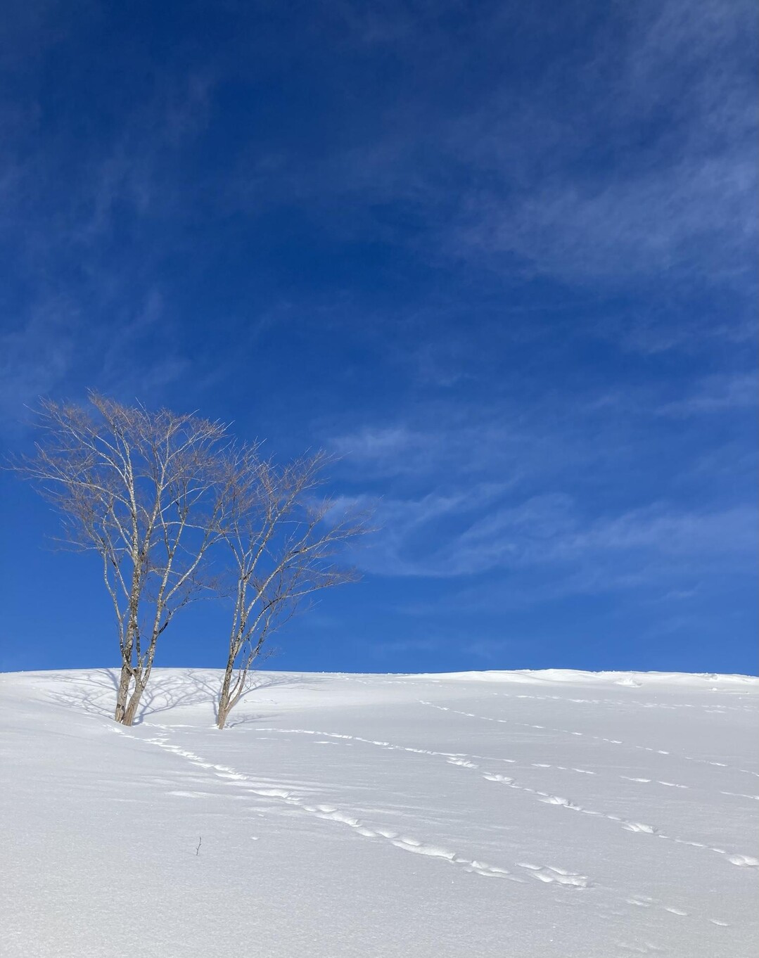 ふくろう山 / mariさんのふくろう山の活動データ | YAMAP / ヤマップ