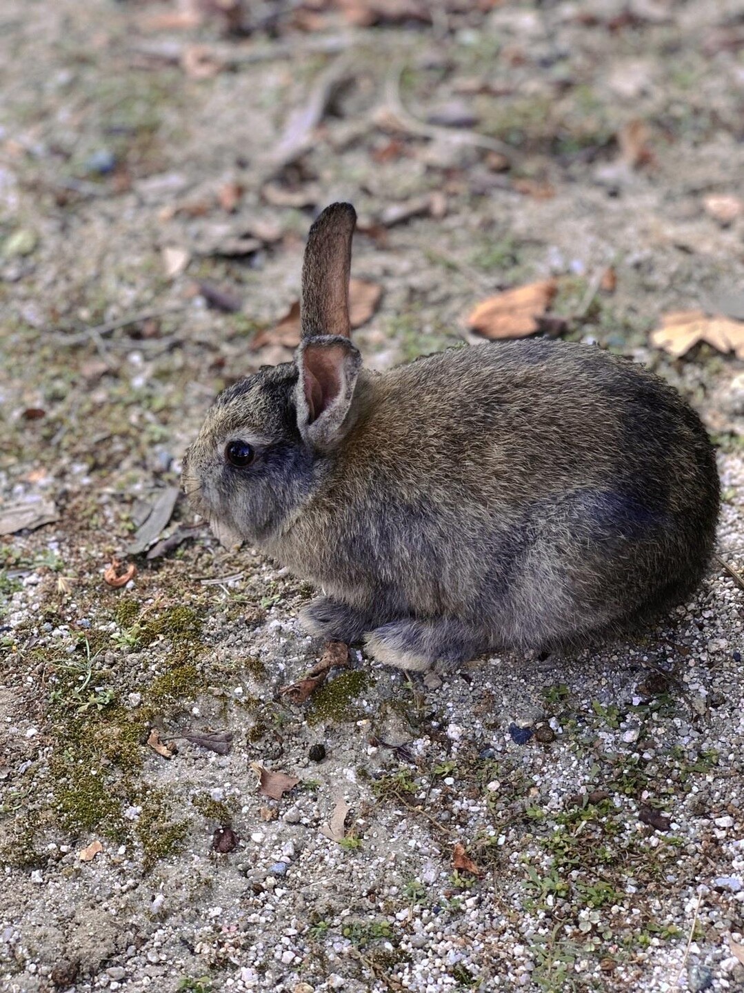 大久野島🐰探索‼︎‼︎ / Ritsukoさんのウォーキングの活動データ | YAMAP / ヤマップ
