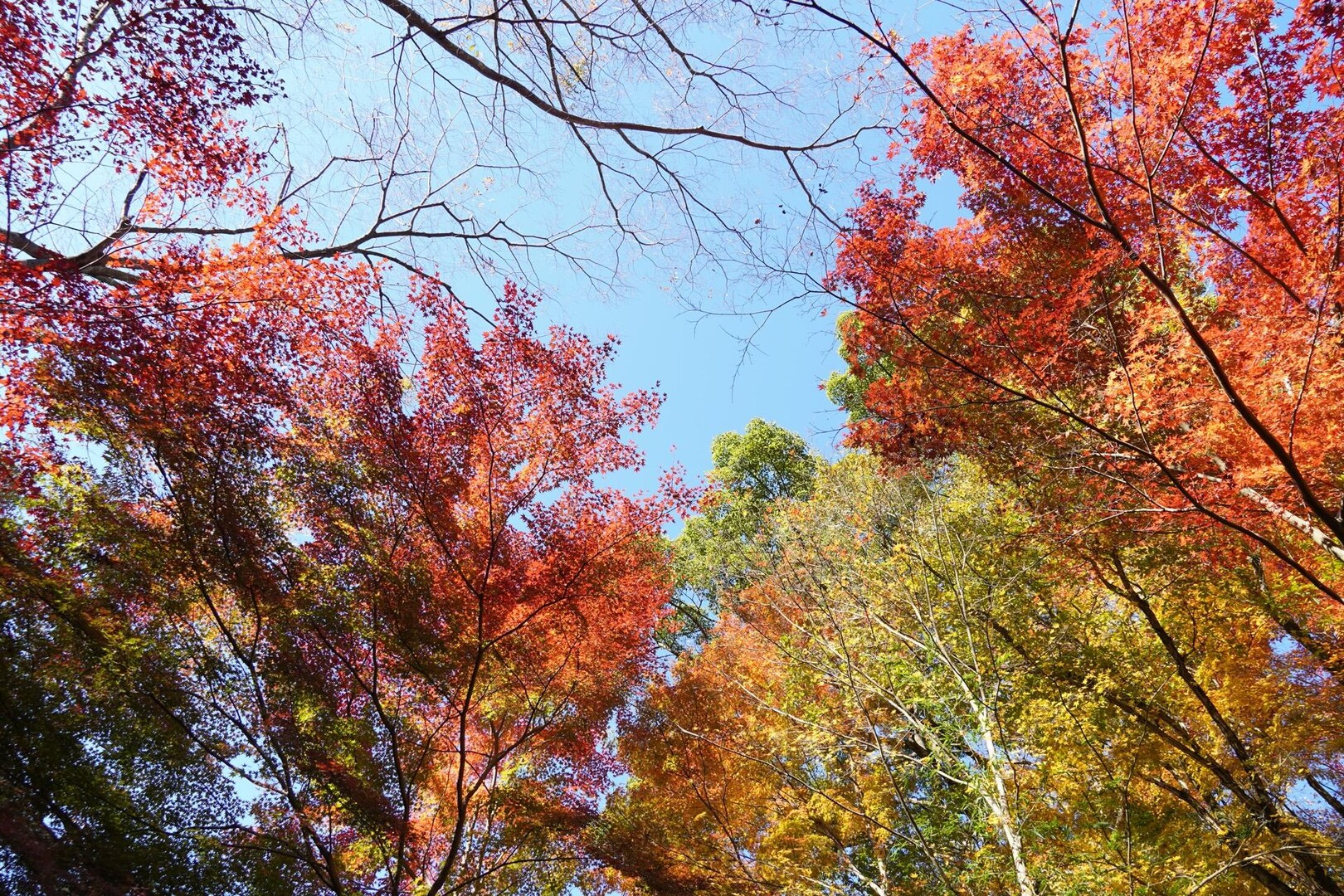県民の森、🍁様子を見てきました。 行っ... / hirajunさんのモーメント | YAMAP / ヤマップ
