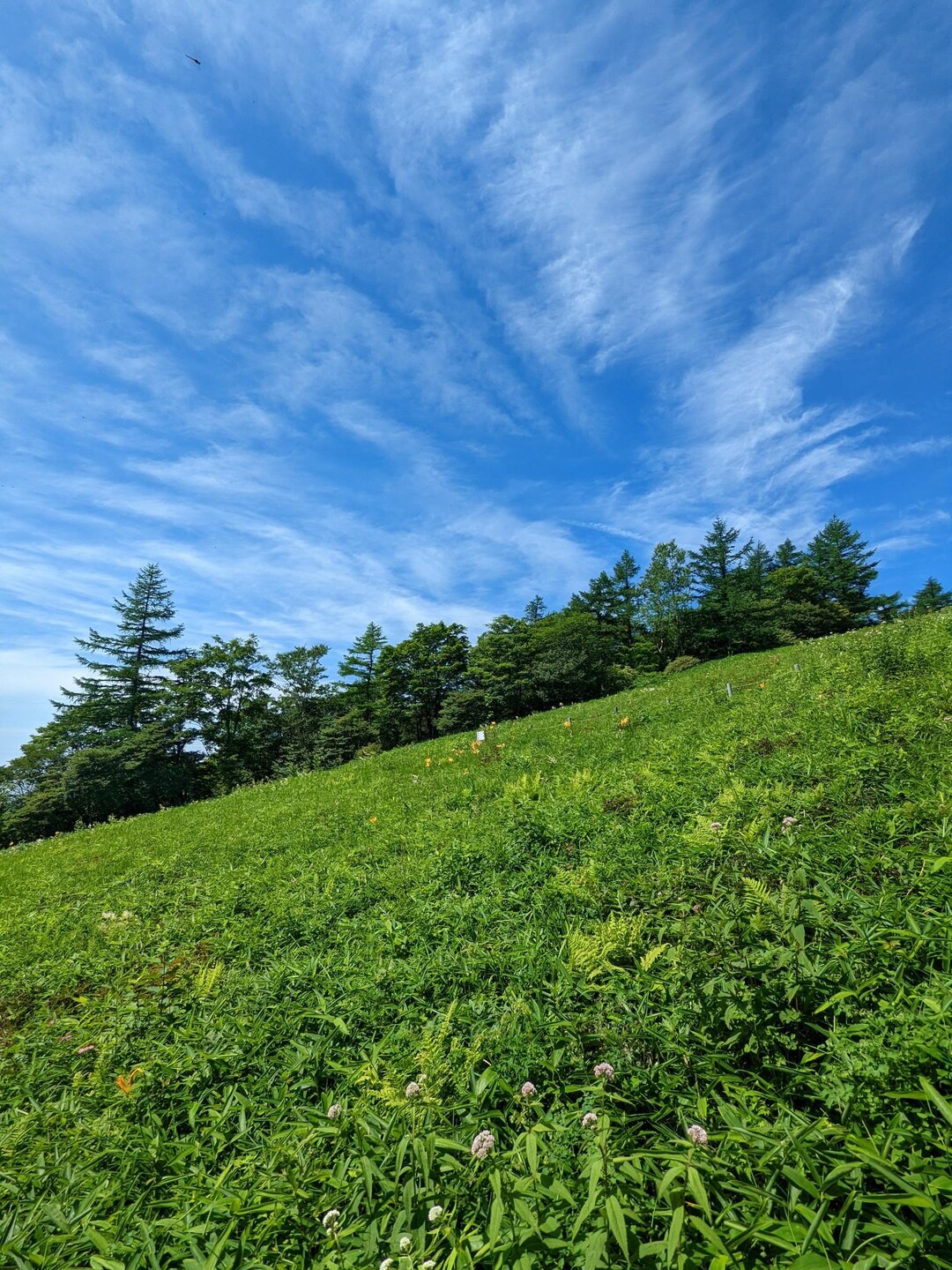 小丸山・赤薙山 / sugarさんの女峰山・赤薙山・大真名子山の活動データ | YAMAP / ヤマップ