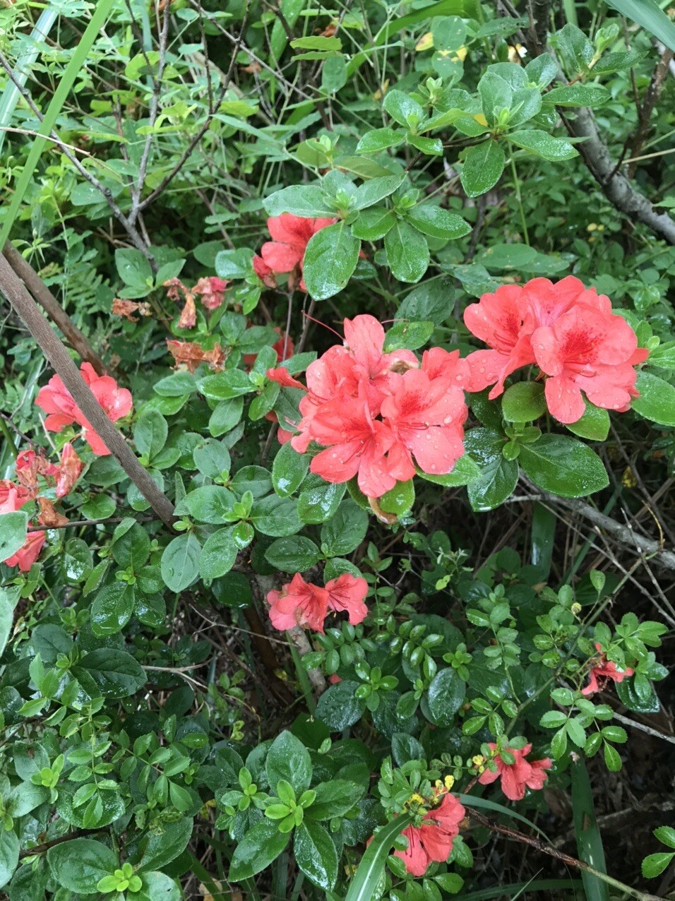 Mocoさんの投稿したフィールドメモ | YAMAP / ヤマップ