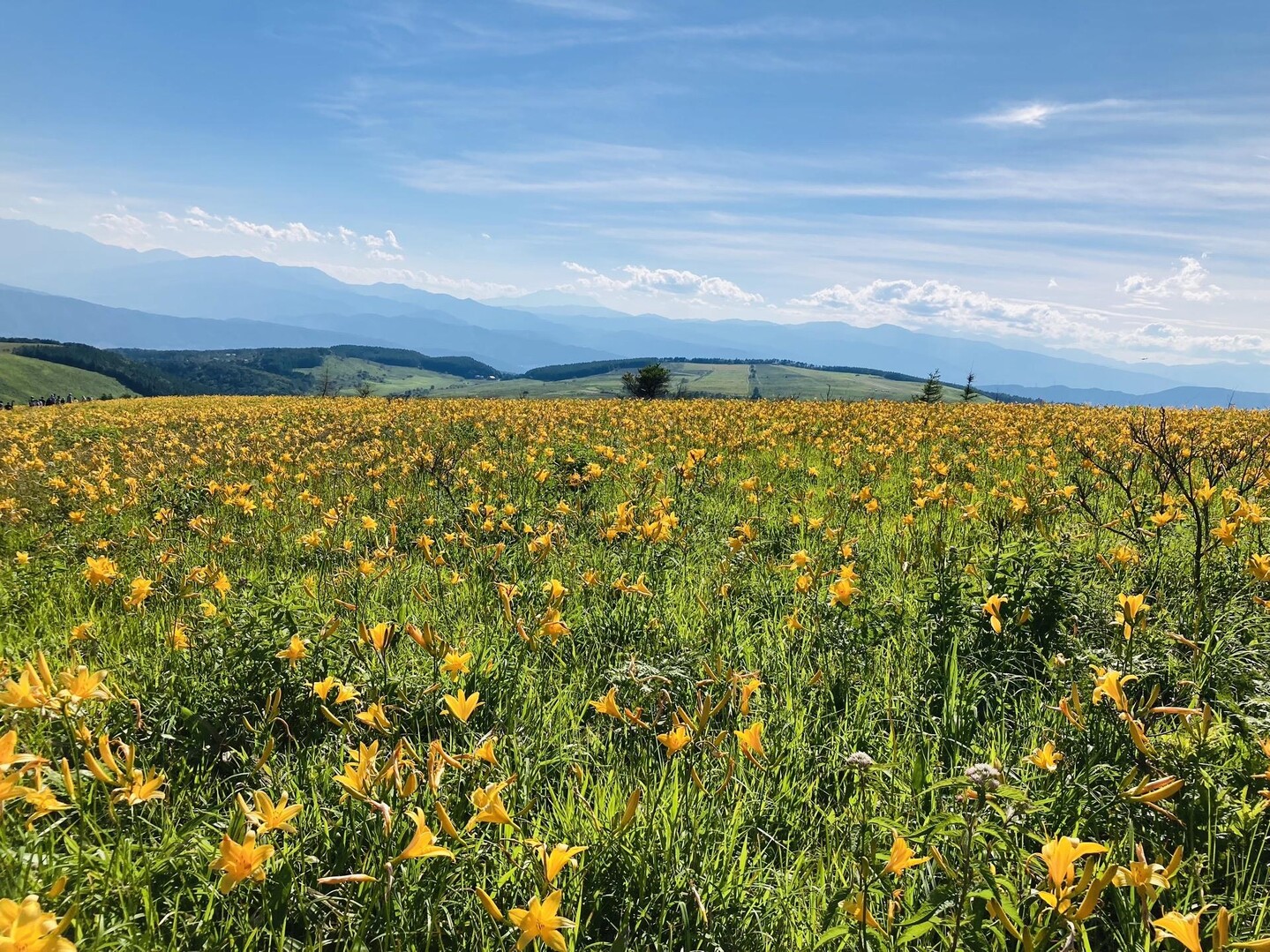 ニッコウキスゲ咲く 霧ヶ峰（車山） / KI KIさんの霧ヶ峰・車山・大笹峰の活動データ | YAMAP / ヤマップ
