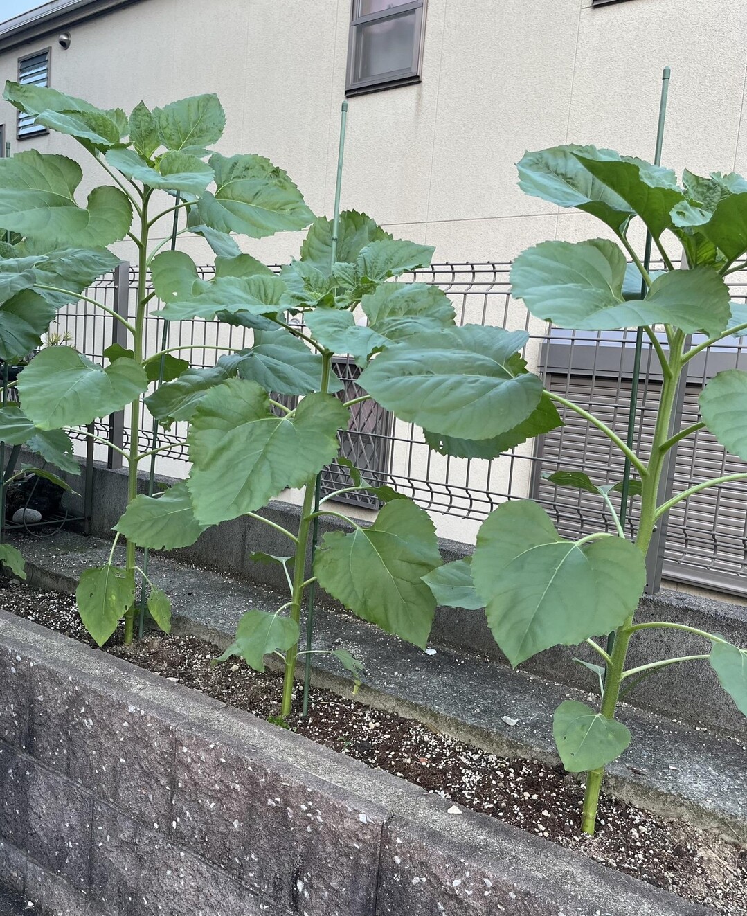 these days No,148 ... / Wis⁂さんのモーメント | YAMAP / ヤマップ