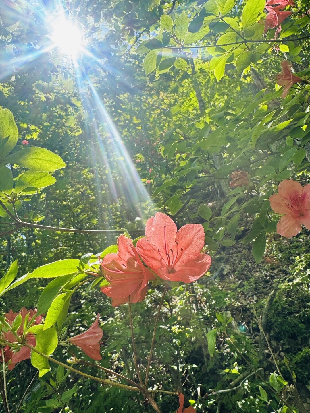 芝草山 / yu-yakeさんの荒海山・芝草山の活動データ | YAMAP / ヤマップ