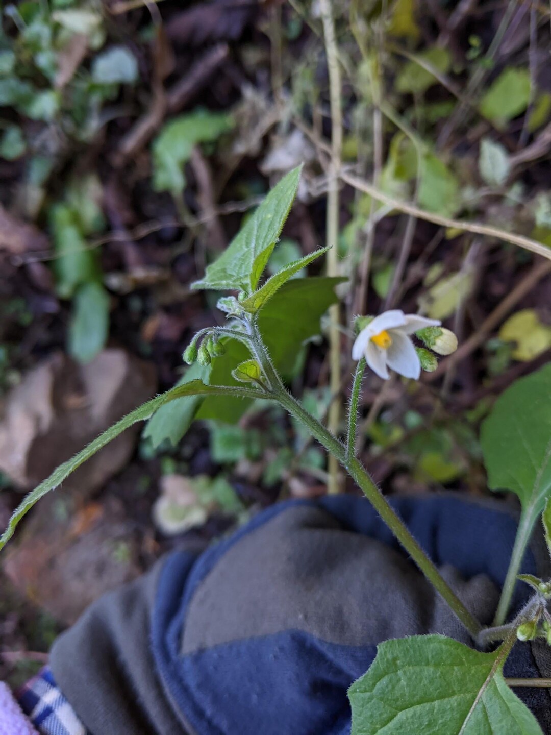 大平山 イヌホオズキ お花が沢山ついて... / YOLOさんのモーメント | YAMAP / ヤマップ
