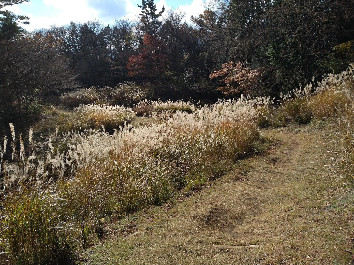 ゆるりと箱根の浅間山・鷹巣山 / muugさんの箱根山・神山の活動データ | YAMAP / ヤマップ