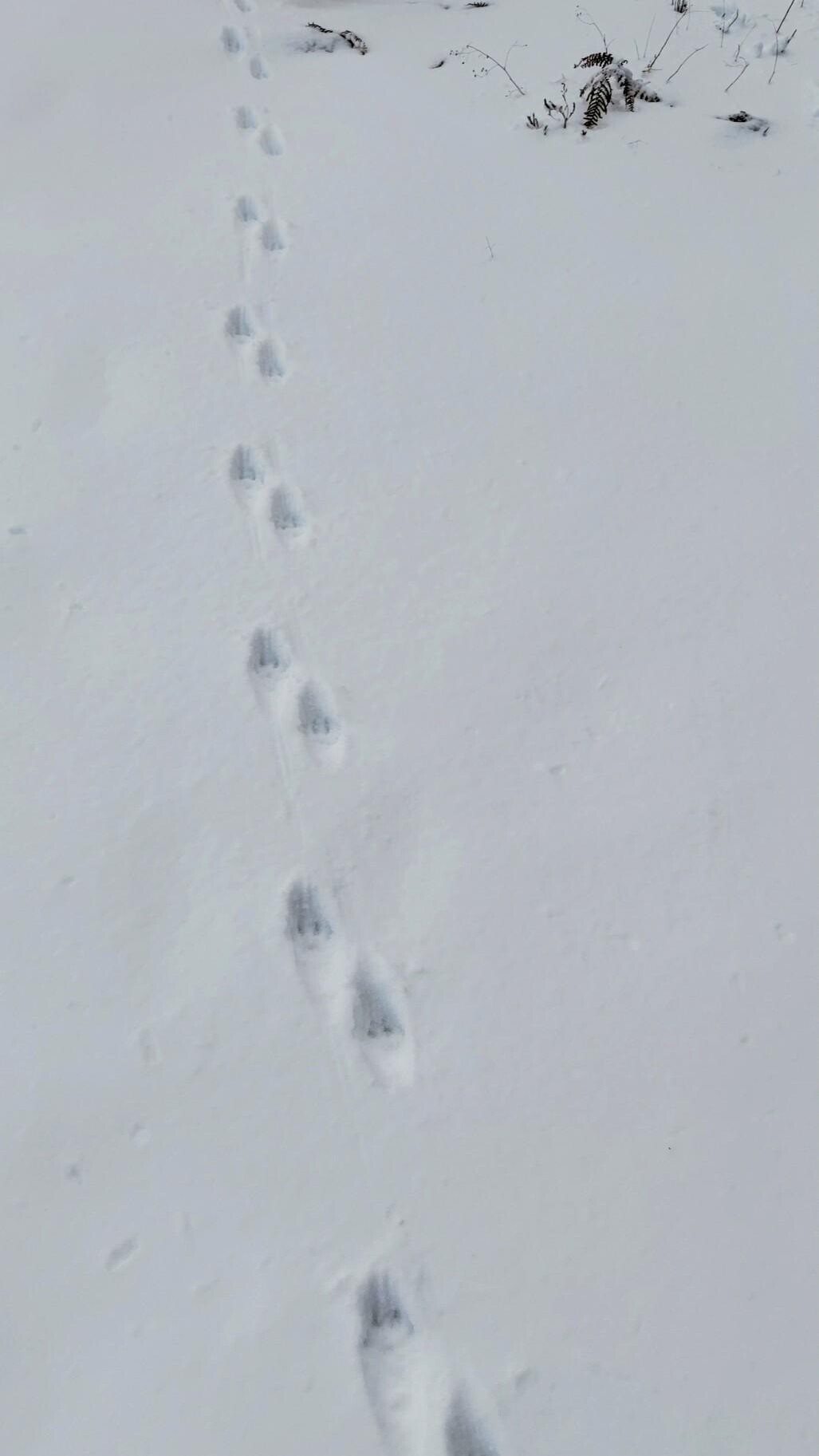 藤原岳 / IKU🐒さんの藤原岳・御池岳の活動データ | YAMAP / ヤマップ