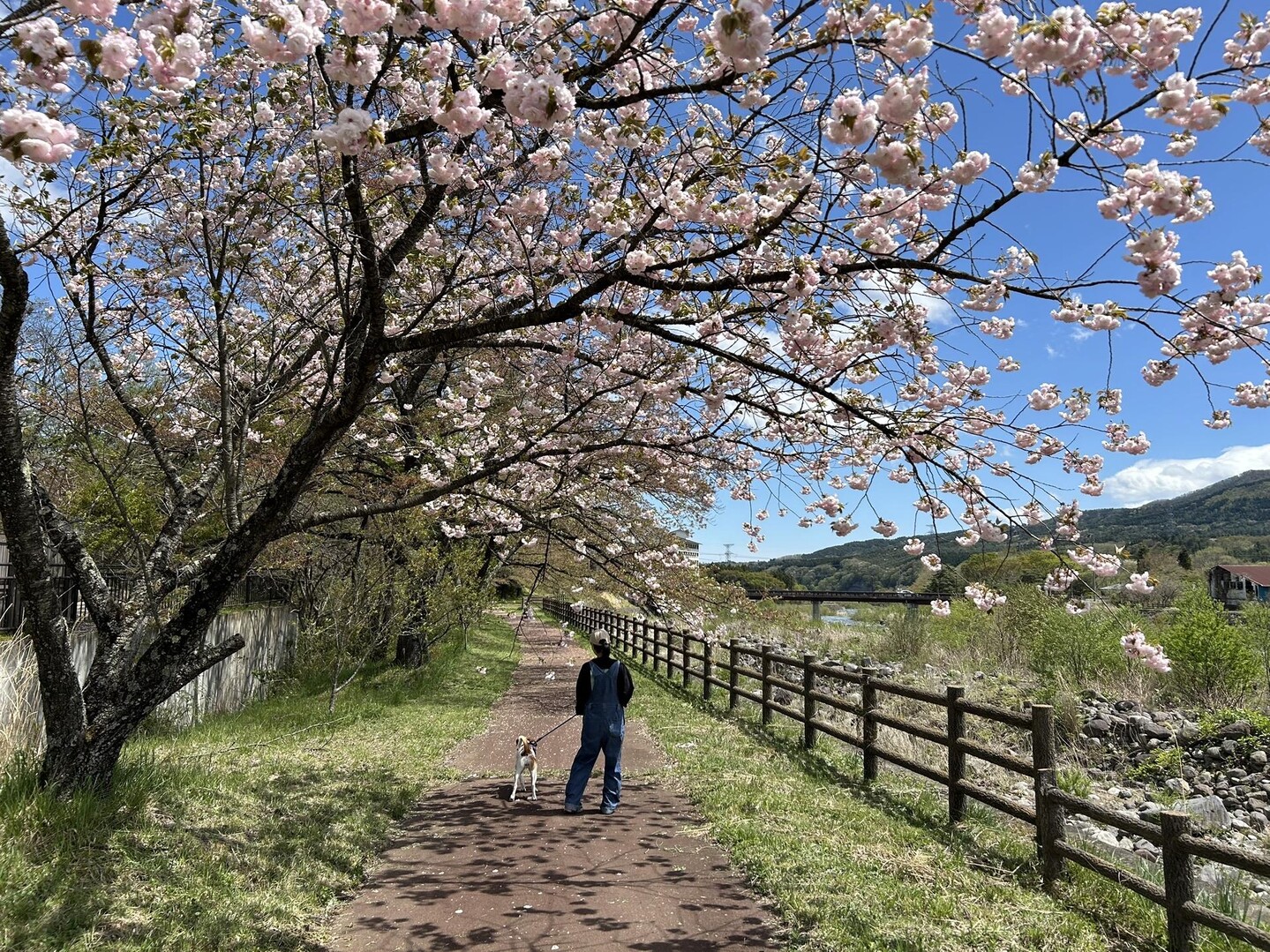 リリ散歩with直子 / carolさんのウォーキングの活動日記 | YAMAP / ヤマップ