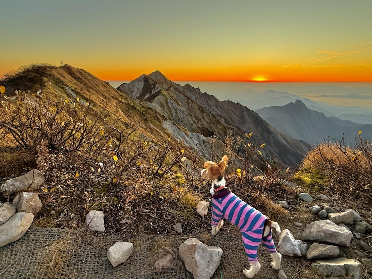 最高の 大山（弥山） / masa omoさんの大山・甲ヶ山・野田ヶ山の活動データ | YAMAP / ヤマップ
