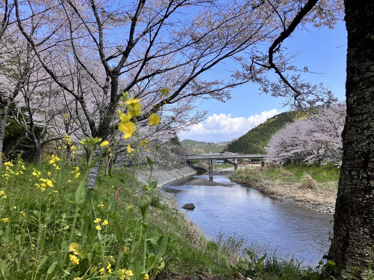 ちょっと散歩、その壱 桜を見に芝川町の稲... / Lさんのモーメント | YAMAP / ヤマップ
