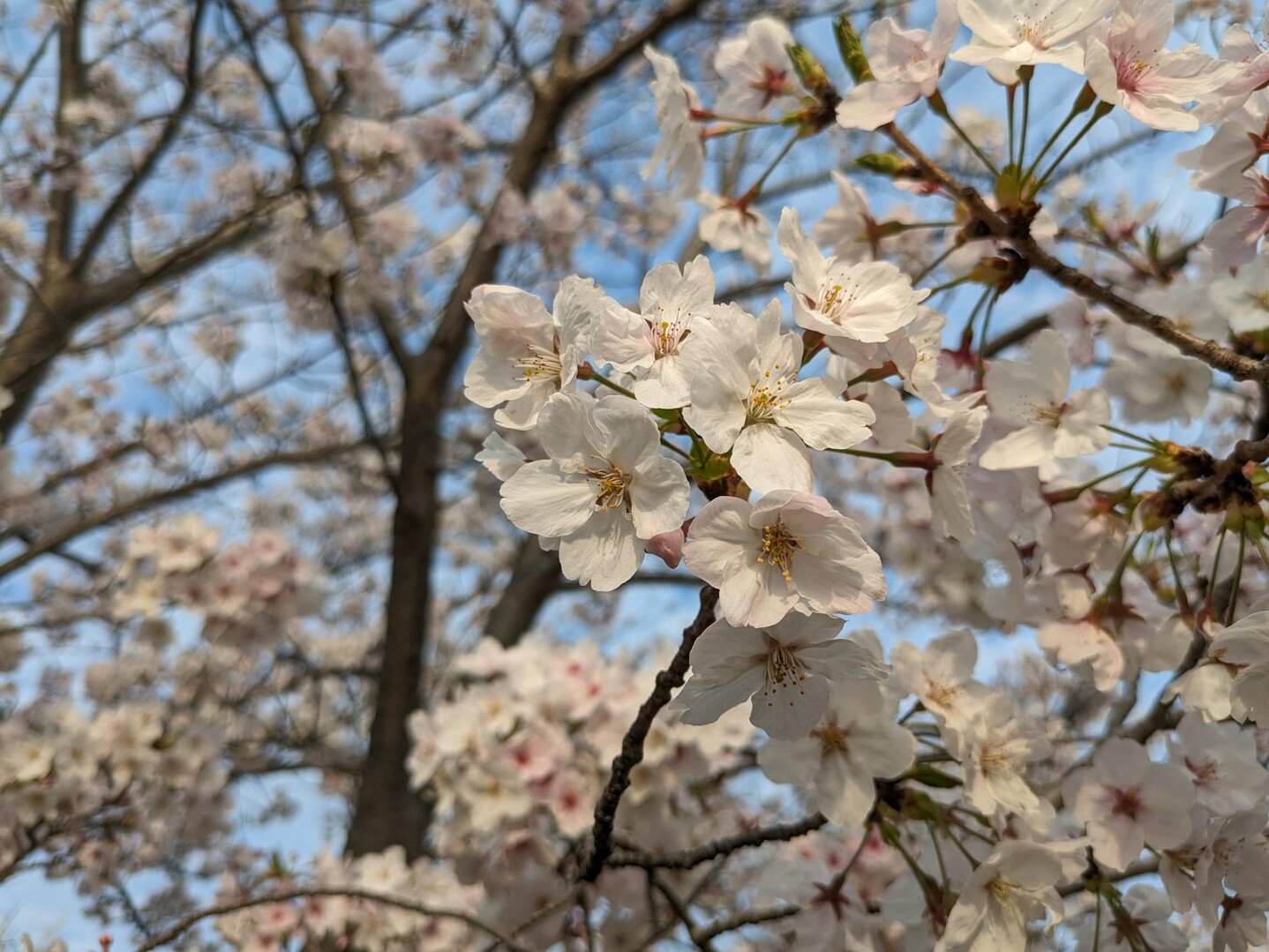 ActiveRest（屋島南嶺） / kaz23さんの屋島南嶺・屋島北嶺の活動データ | YAMAP / ヤマップ