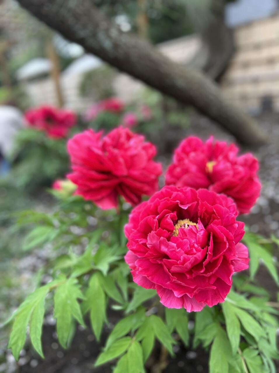 Tommyのページ | YAMAP / ヤマップ