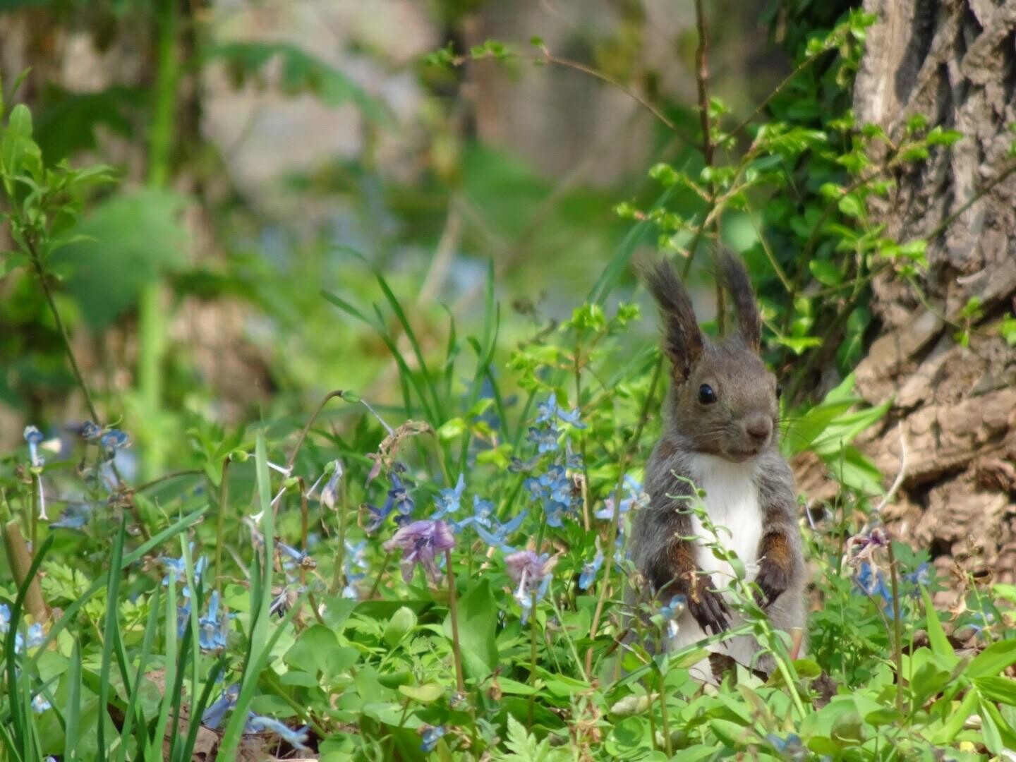 浦臼神社リベンジから石山へ / sawaさんの石山の活動データ | YAMAP / ヤマップ