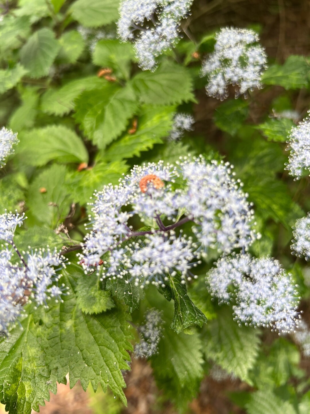 たぶん今までで最速。六甲山 / きむらはんさんの六甲山・長峰山・摩耶山の活動データ | YAMAP / ヤマップ