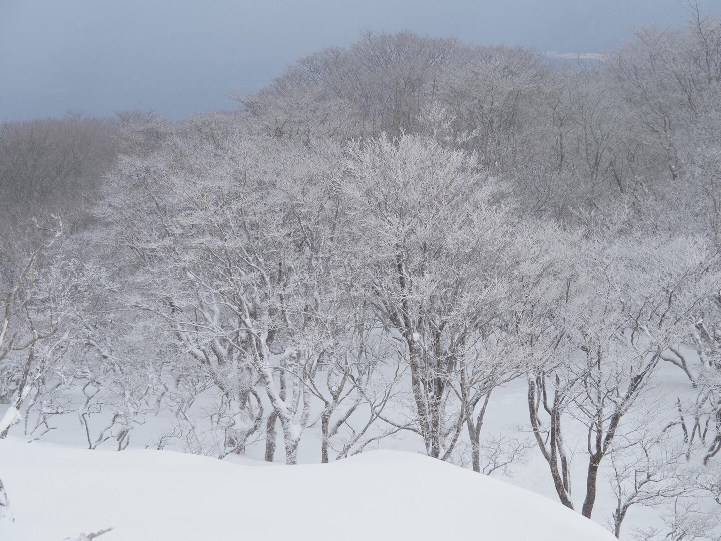 天狗岩・藤原岳 / KOJI upさんの藤原岳・御池岳の活動データ | YAMAP / ヤマップ