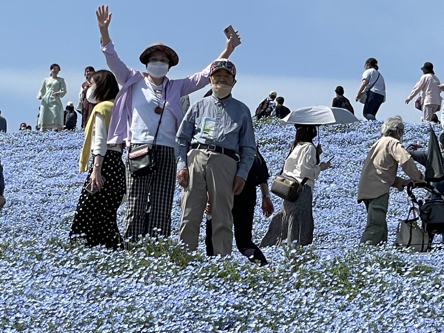 圧巻のネモフィラを堪能してきました😆 ... / KabuPapa🇯🇵さんのモーメント | YAMAP / ヤマップ