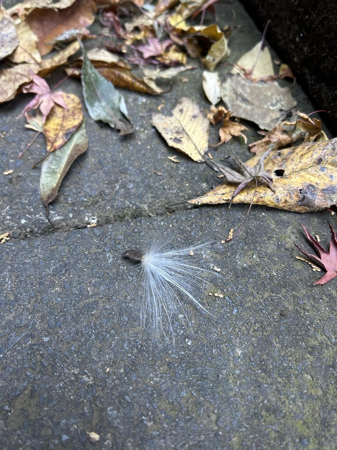 キジョランとジビエと。山頂に行かない日 / yukirin♡さんの高尾山・陣馬山・景信山の活動データ | YAMAP / ヤマップ