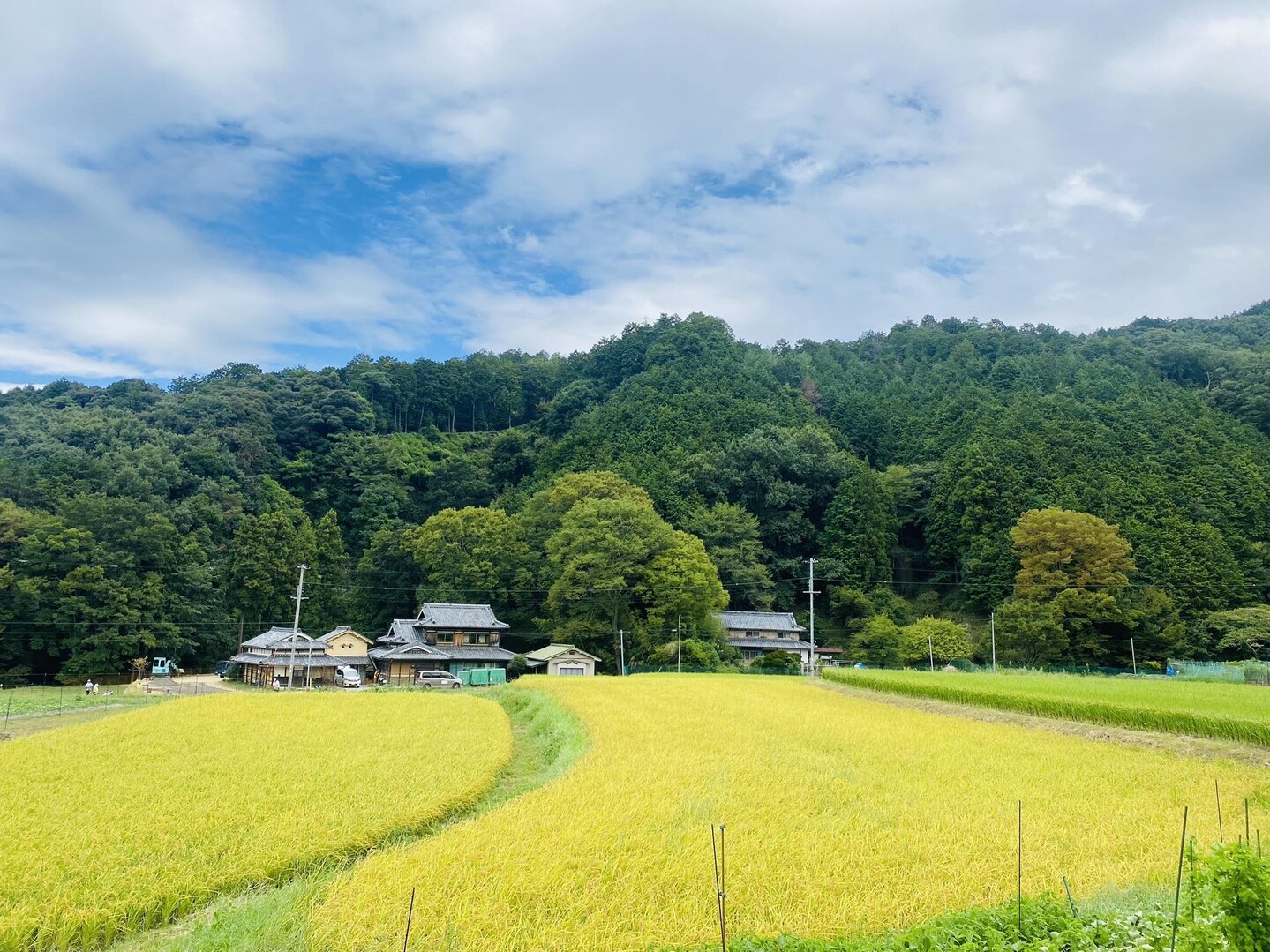 妙見山 ⤴︎初谷渓谷⤵︎大堂越 / maunaさんの能勢妙見山・歌垣山・天台山の活動データ | YAMAP / ヤマップ