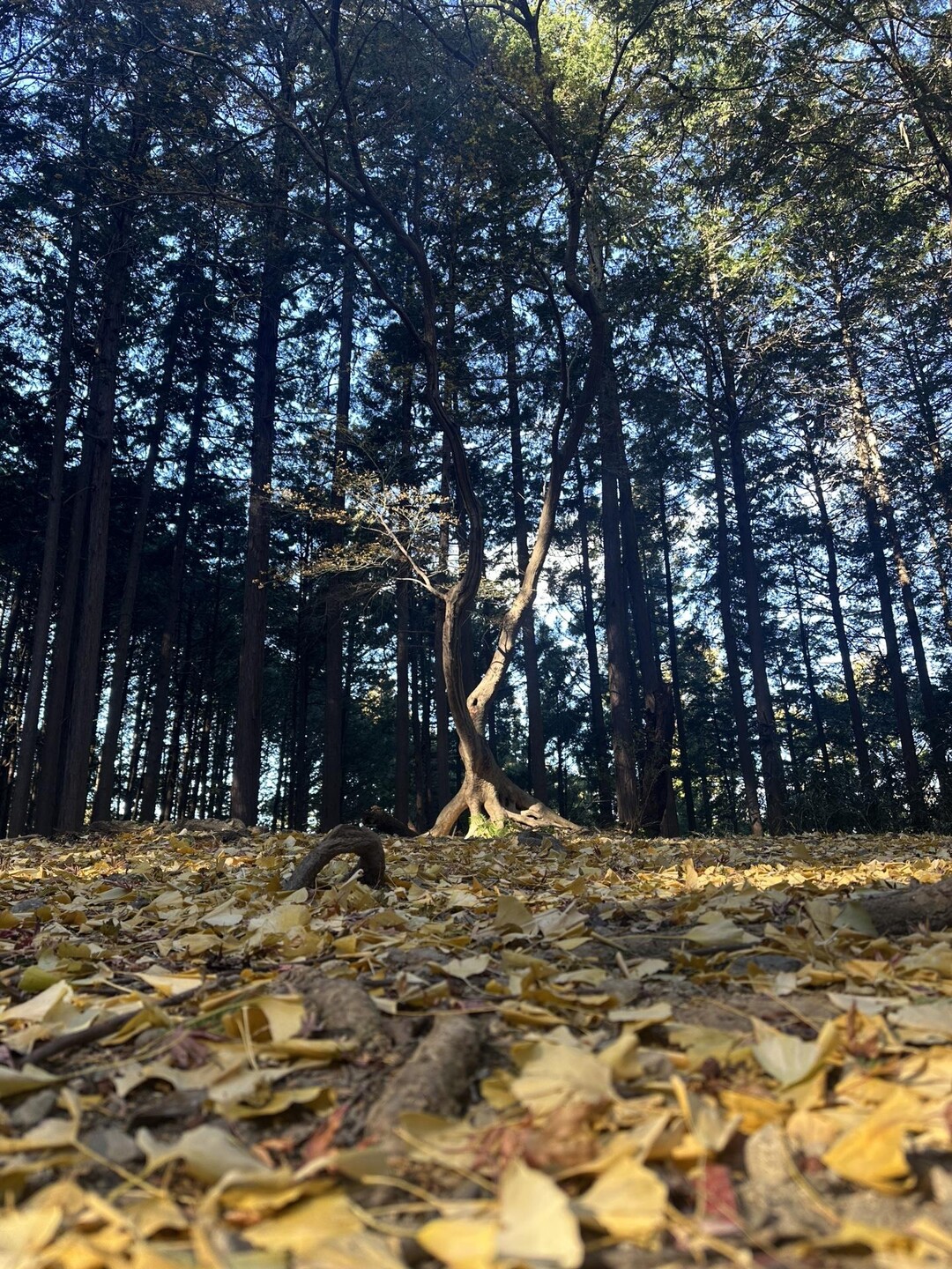 今年ラスト！奥武蔵35k！ / ちゃらもちさんの天覧山・多峯主山・天覚山の活動データ | YAMAP / ヤマップ