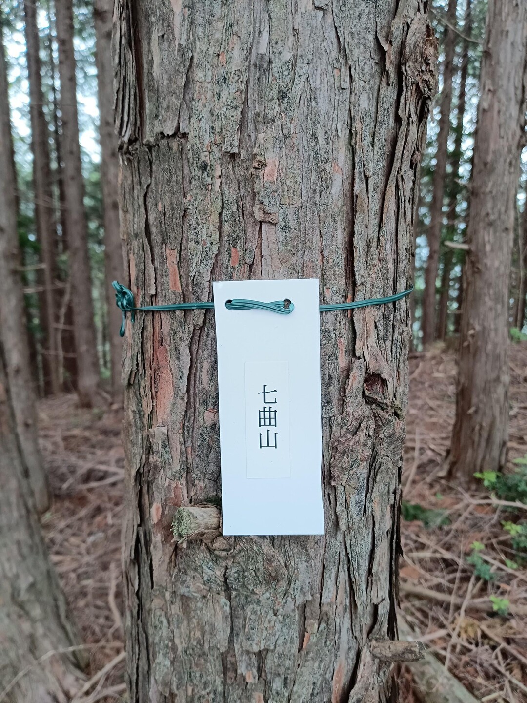 地蔵坊山・七曲山 / k54さんの八高山・神尾山・大尾山の活動データ | YAMAP / ヤマップ