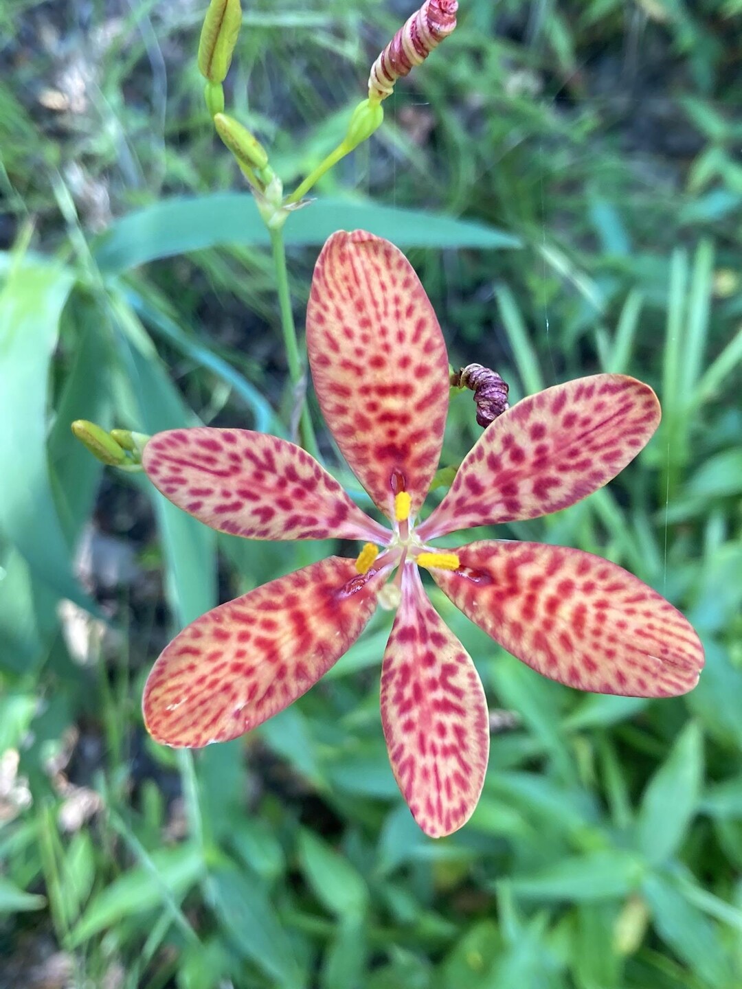 天霧山 / naoさんの天霧山・弥谷山・貴峰山の活動データ | YAMAP / ヤマップ