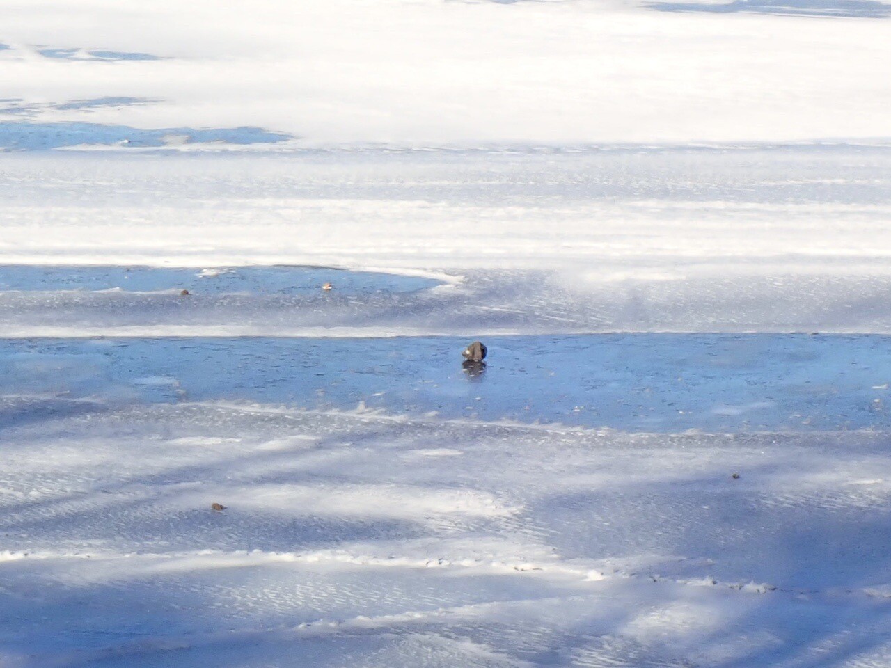 中禅寺湖のアザラシで思い出したけど、この... / maruco87さんのモーメント | YAMAP / ヤマップ