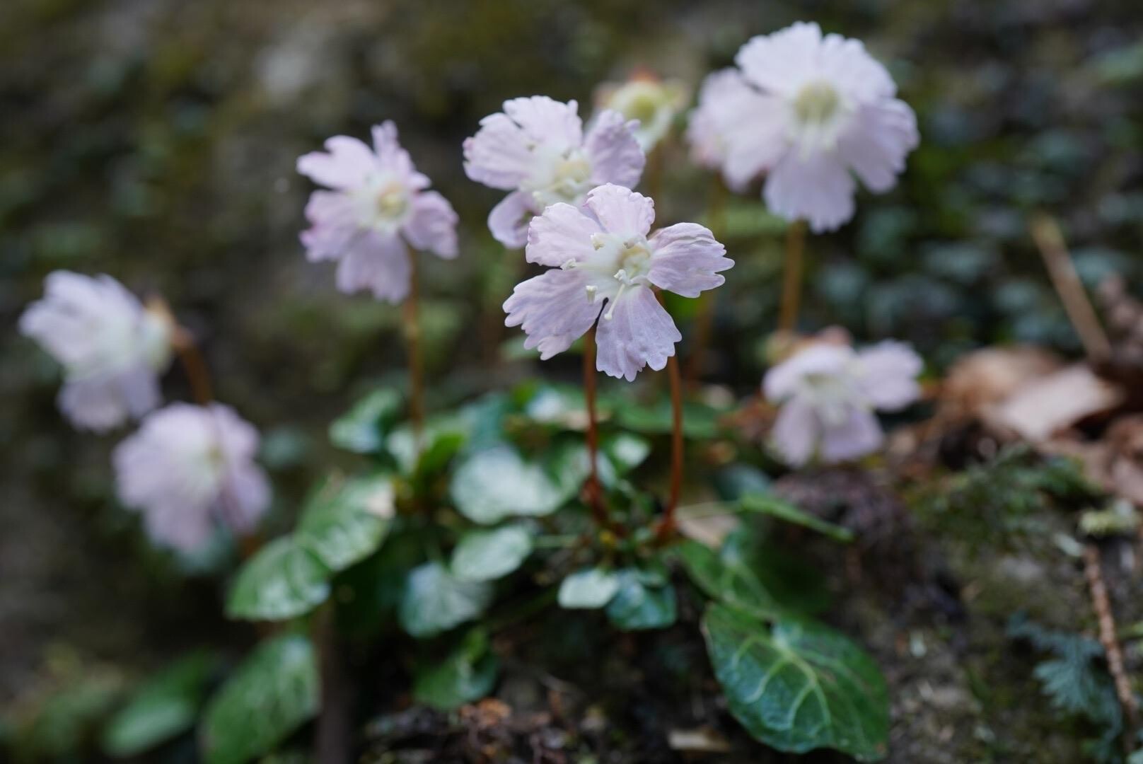 棒ノ嶺（棒ノ折山） / tinamtさんの武甲山・伊豆ヶ岳・小持山の活動データ | YAMAP / ヤマップ