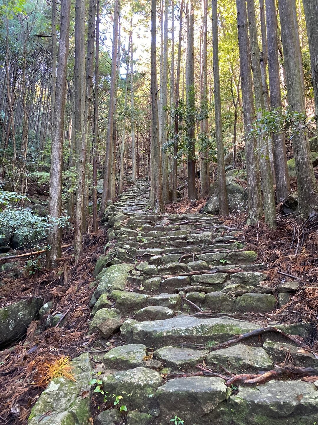 熊野古道 伊勢路⑤-2023-11-17 / shuさんの熊野古道 伊勢路⑤の活動データ | YAMAP / ヤマップ