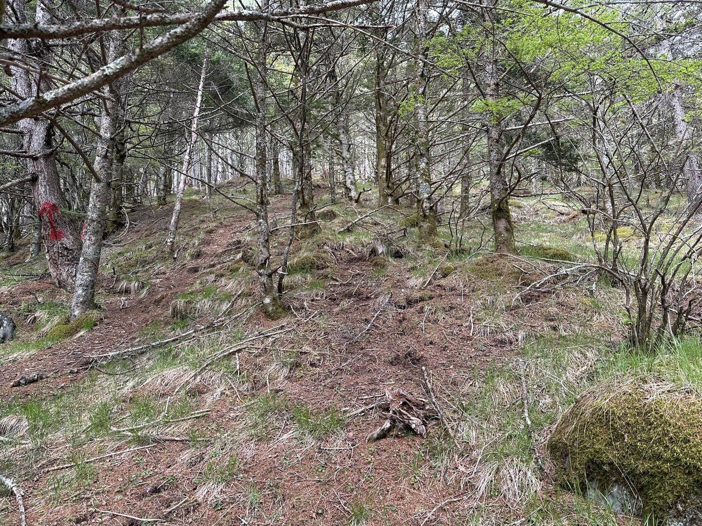 わさびさんの投稿したフィールドメモ | YAMAP / ヤマップ