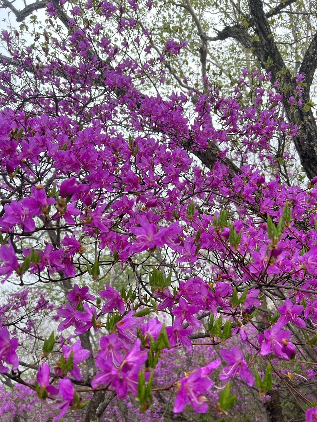 赤城山(黒檜山・駒ヶ岳) ツツジがお見事‼️ / kozyさんの赤城山・黒檜山・荒山の活動データ | YAMAP / ヤマップ