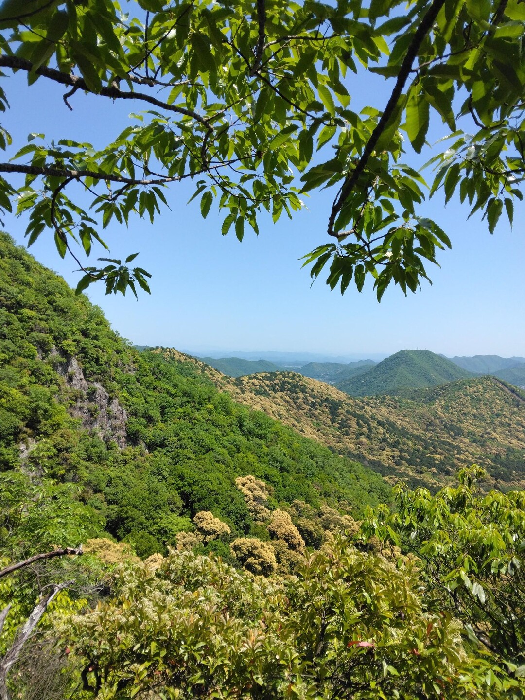 目に青葉 山ホトトギス 金華山 （初鰹 じゃなくって） / Kakkoさんの金華山・洞山・舟伏山の活動データ | YAMAP / ヤマップ