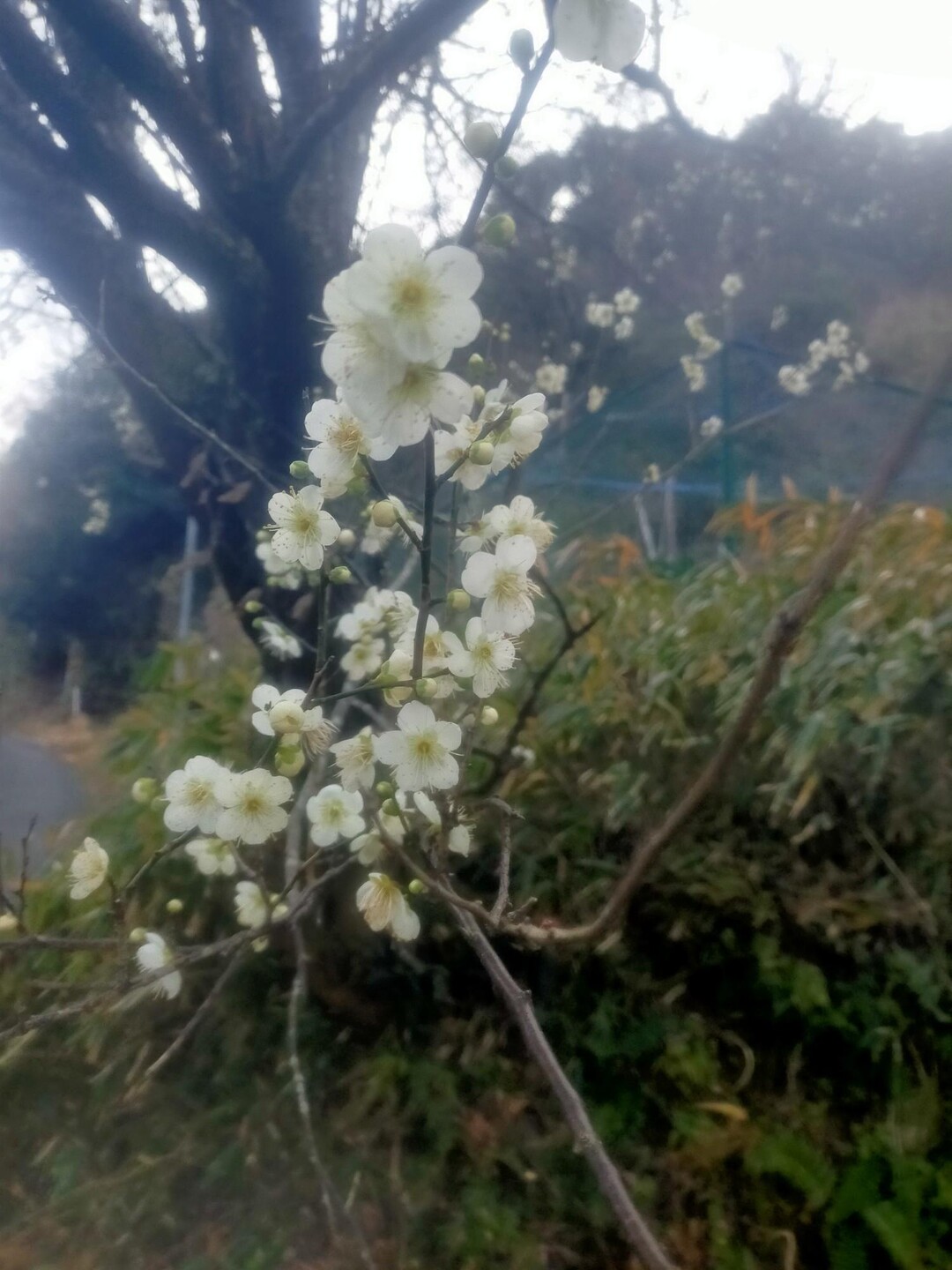 生駒山 / bunpakuさんの生駒山・神津嶽・大原山の活動データ | YAMAP / ヤマップ