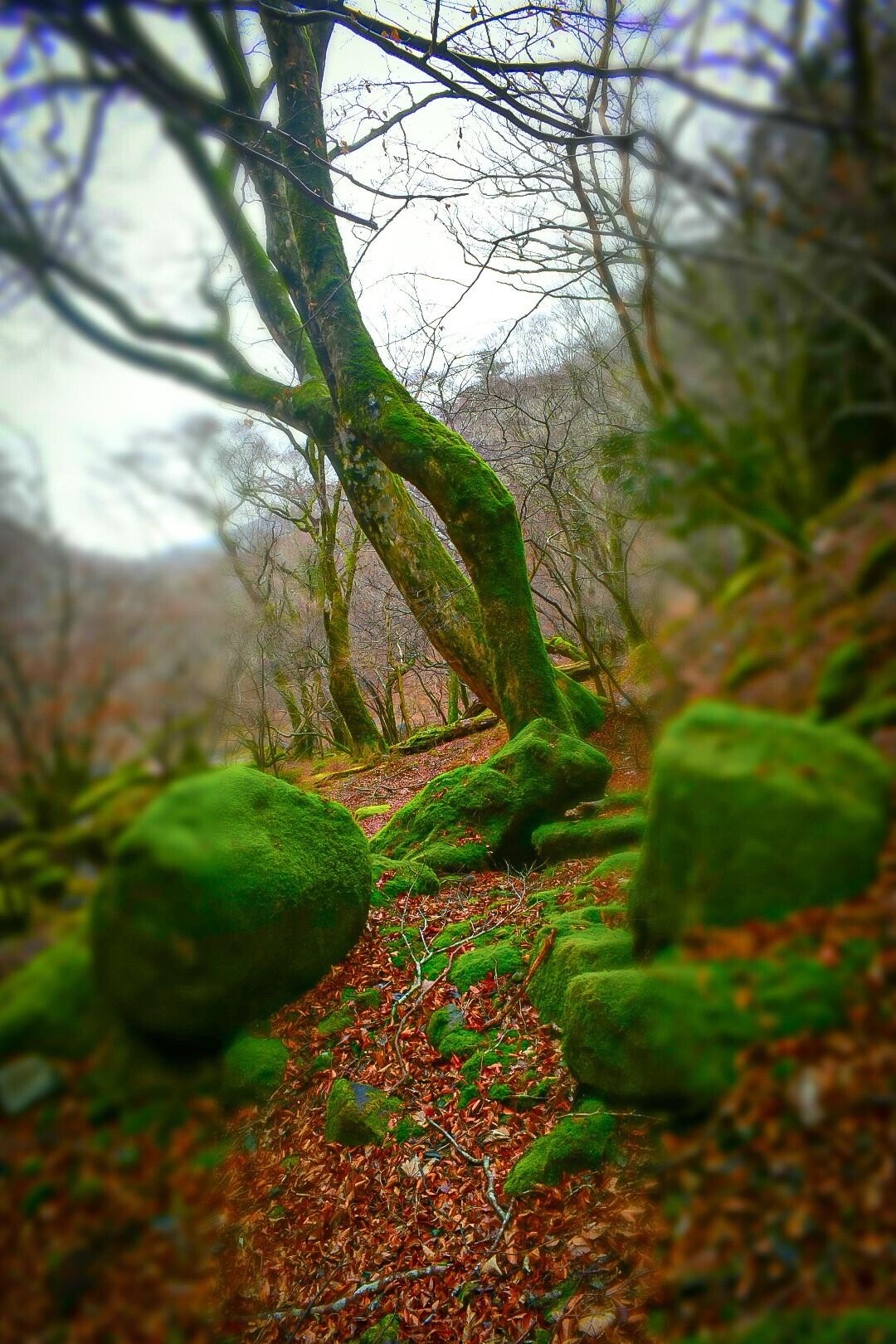 苔 / GIさんのモーメント | YAMAP / ヤマップ