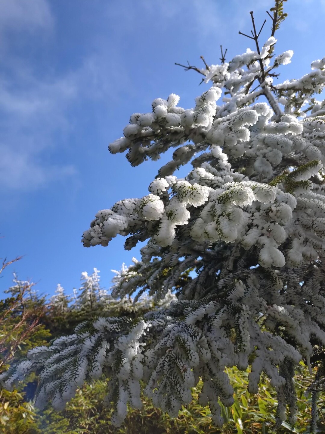 西大巓・西吾妻山 / masakiさんの吾妻山・一切経山の活動データ | YAMAP / ヤマップ