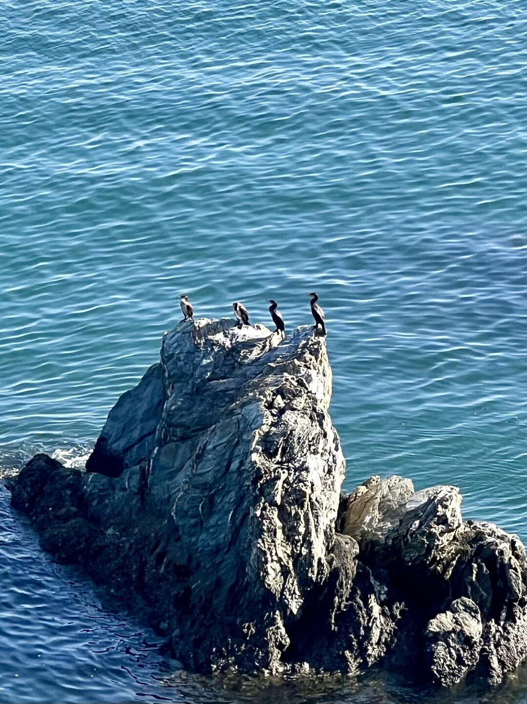 大神子小神子アドベンチャー④ / marukoさんの四国遍路その2の活動データ | YAMAP / ヤマップ