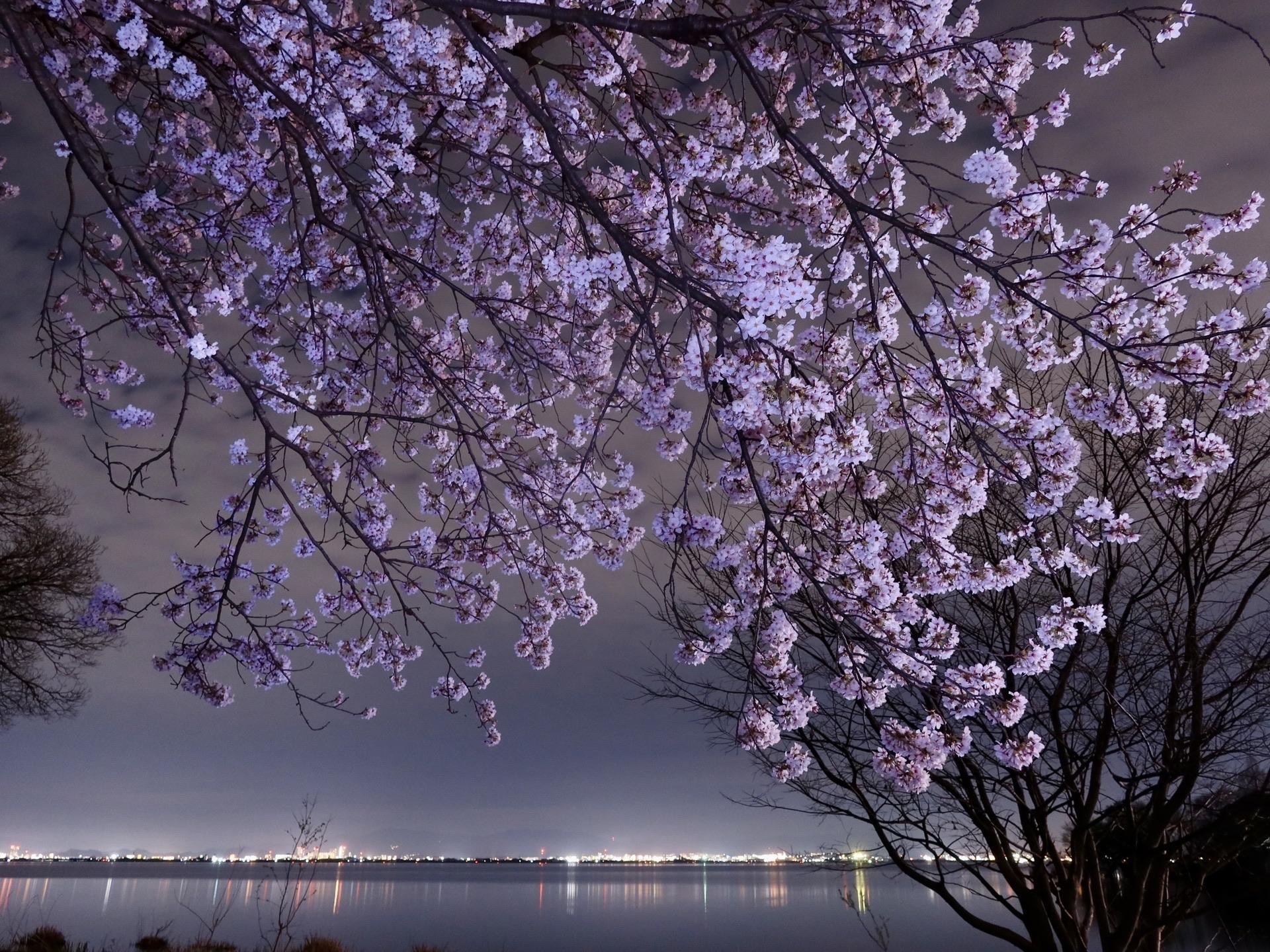 天梯ノ峰 / Lacbleuさんの比叡山・横高山・梶山の活動データ | YAMAP / ヤマップ