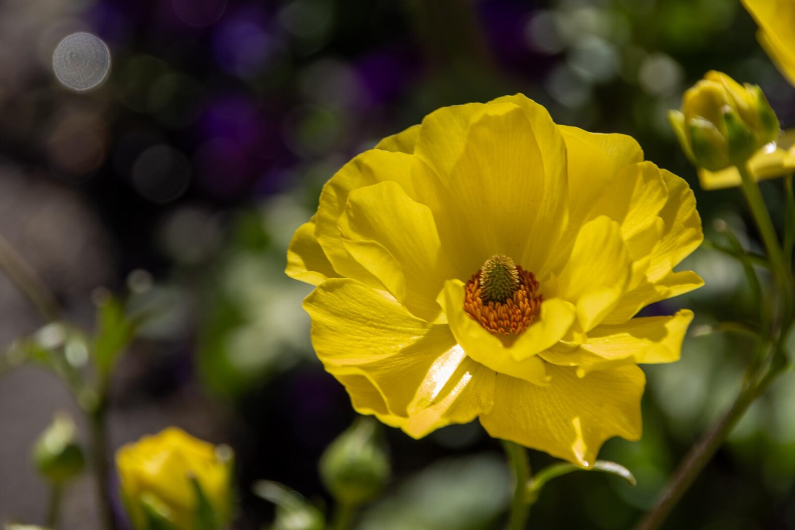 本日は、ぶらりとHANA BIYORIへ... / Hazzie.さんのモーメント | YAMAP / ヤマップ