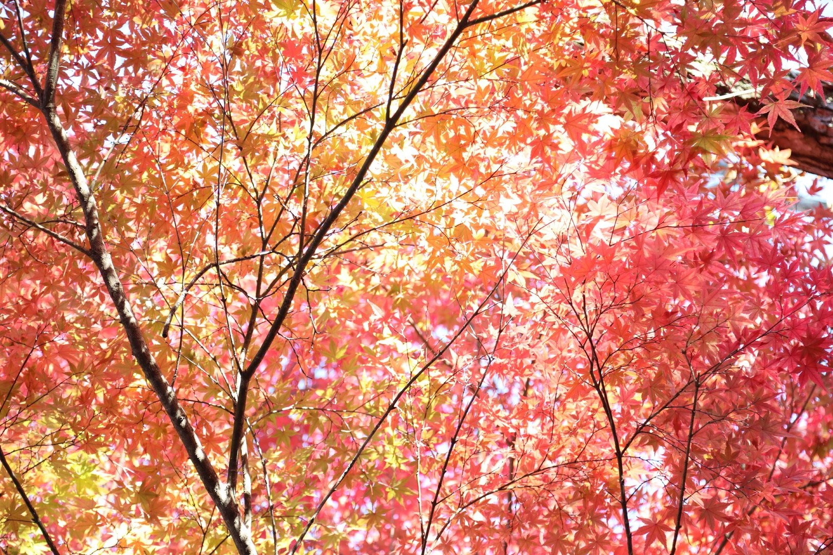黒檜山（赤城山） / KNさんの赤城山・黒檜山・荒山の活動データ | YAMAP / ヤマップ